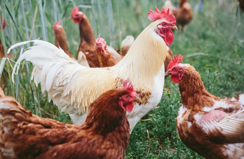 Bio Labels: Bioland bei BioMarkt – Bio-Landbau nachhaltig & ehrlich ...