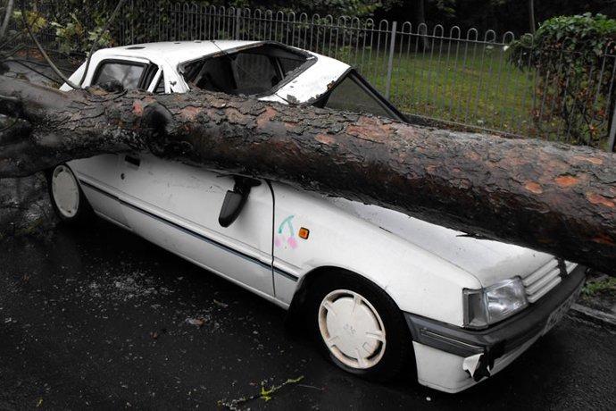 SG: Tree crushes car in Commonwealth