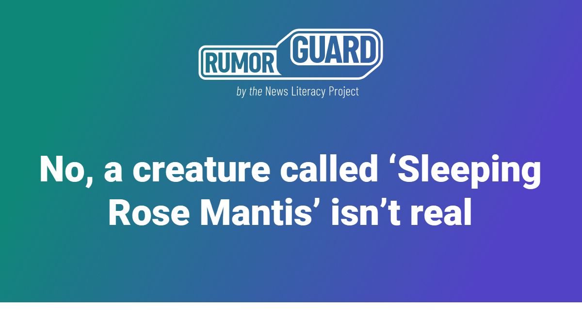 Fact Check: 'Sleeping Rose Mantis' Is NOT Real Insect | Lead Stories ...