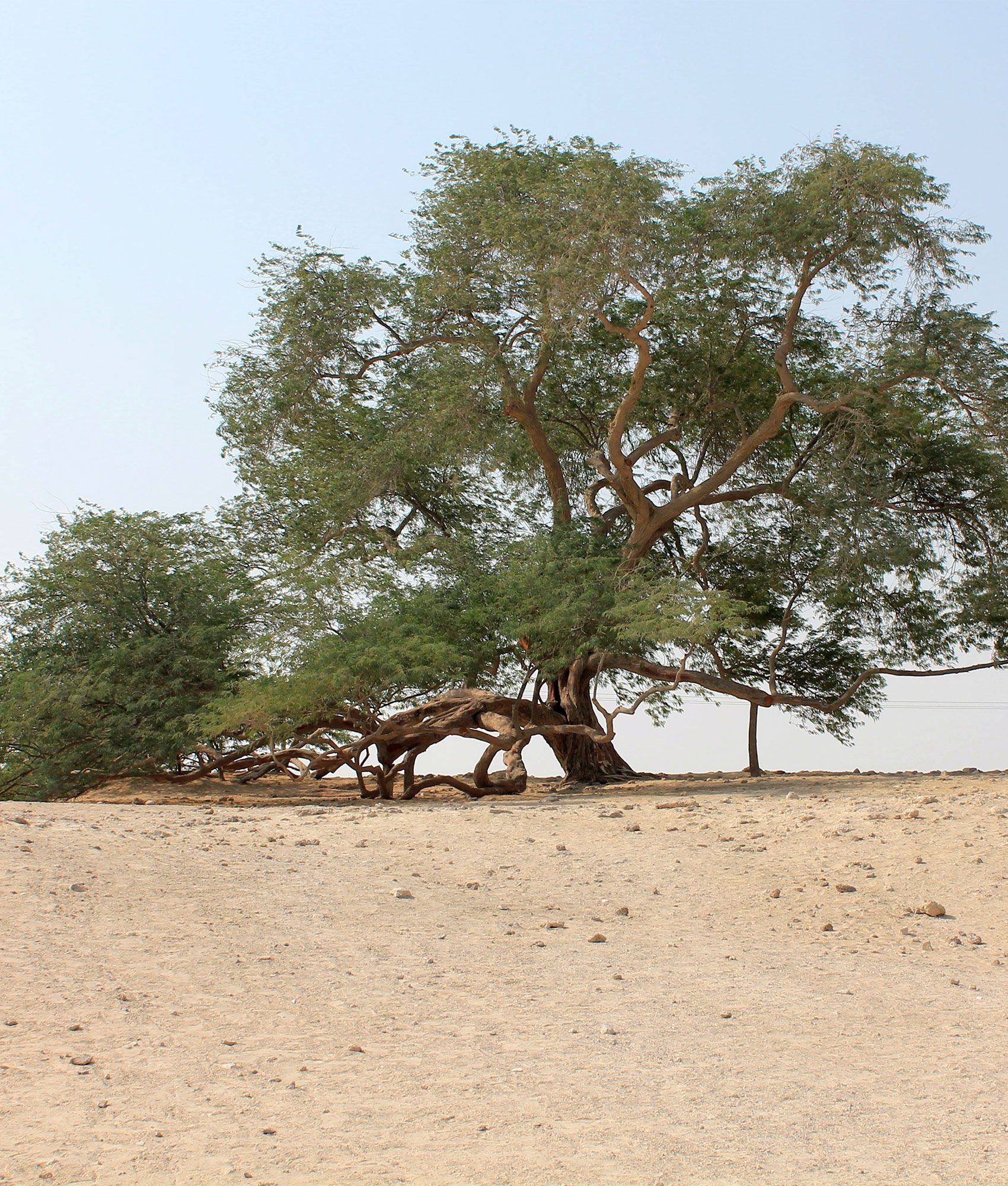 The Tree of Life – SUGi