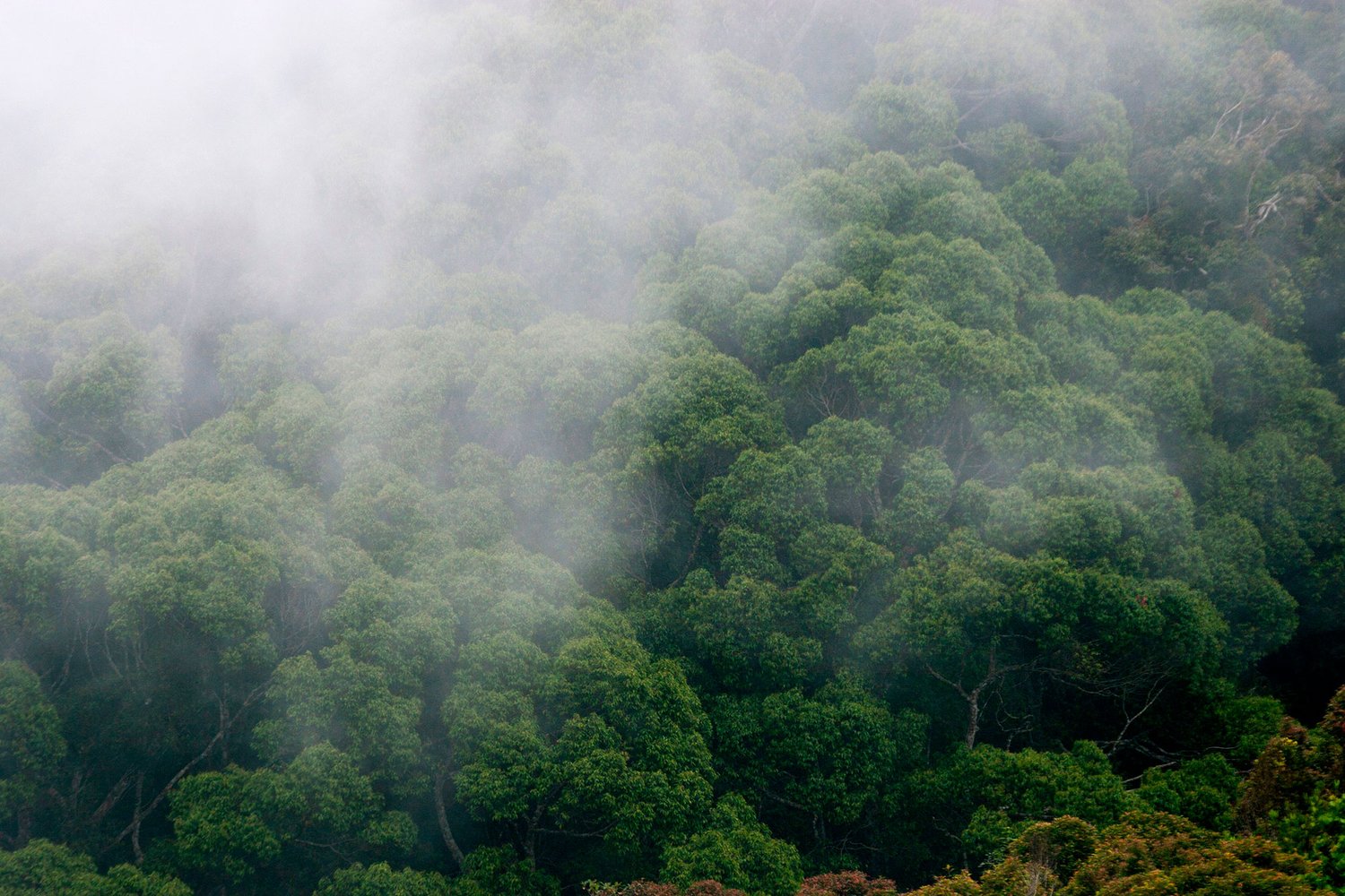 What is forest transpiration? – SUGi