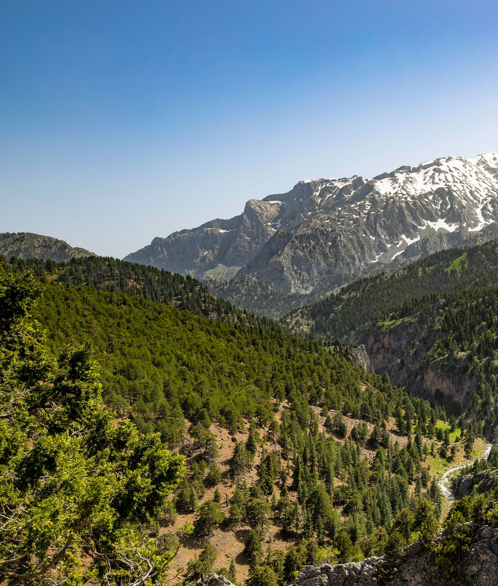 The Ziarat juniper forest – SUGi
