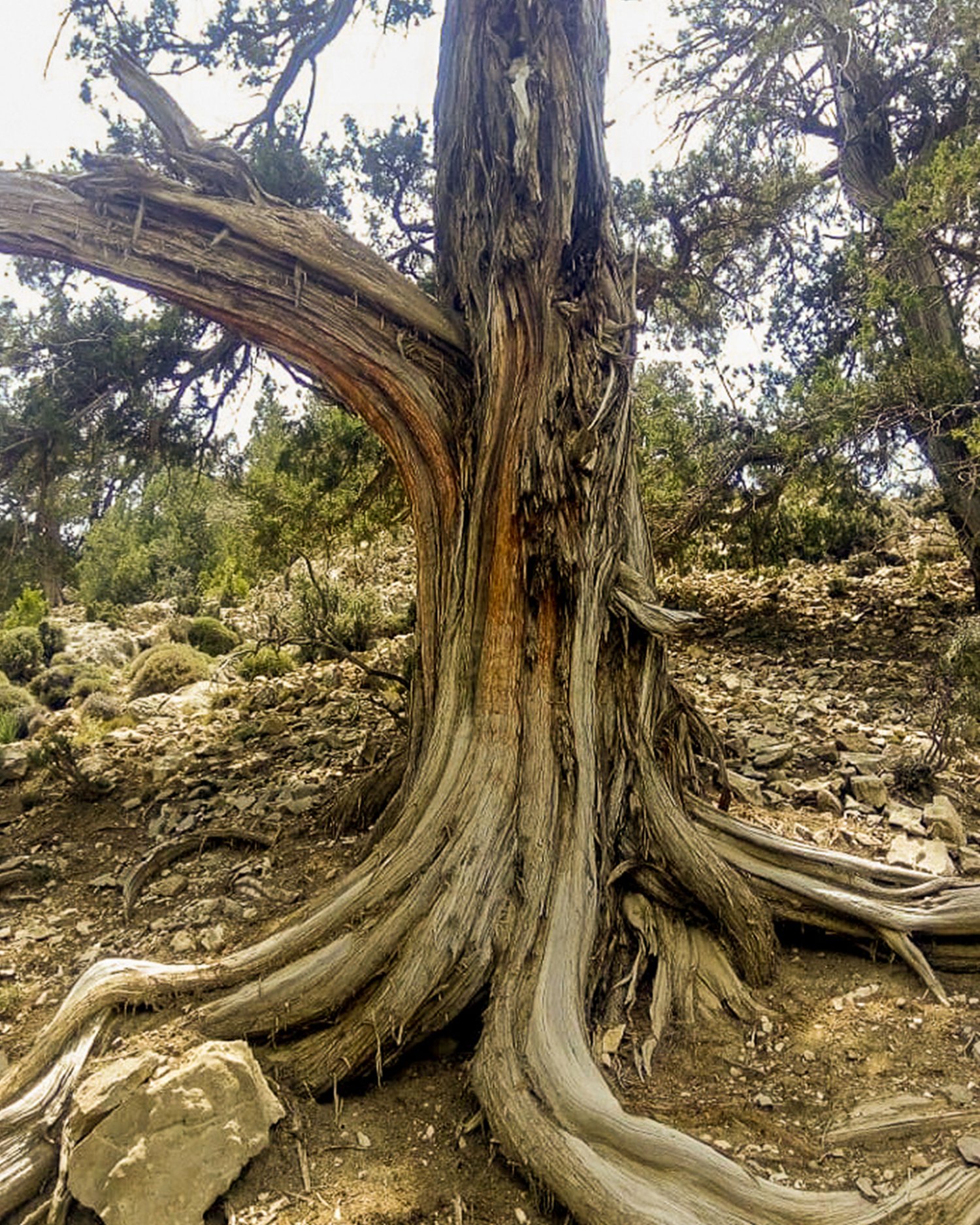 The Ziarat juniper forest – SUGi