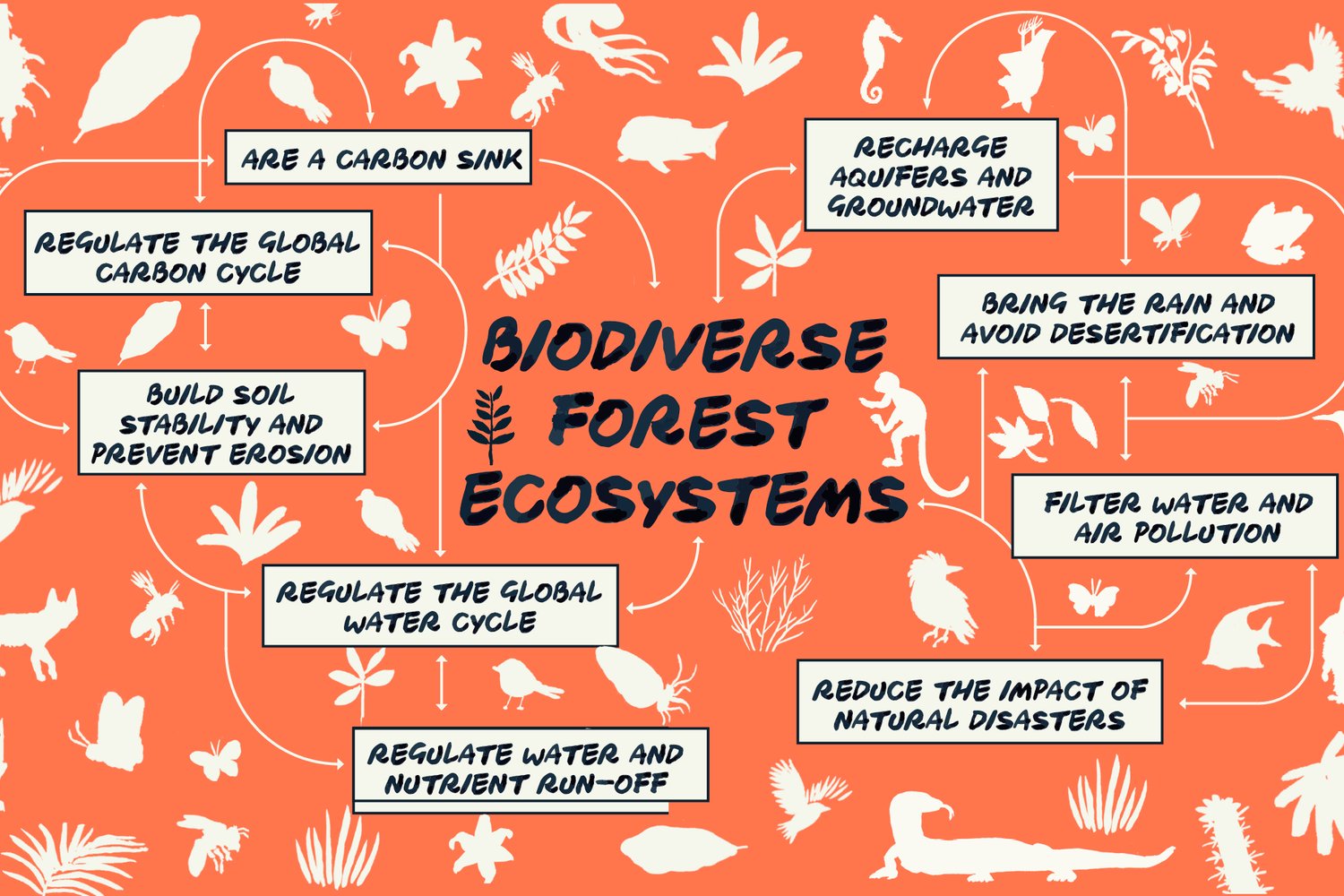 Why do we need biodiverse forest ecosystems to combat climate change ...