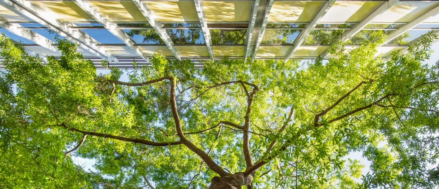 Why do urban trees grow faster? – SUGi