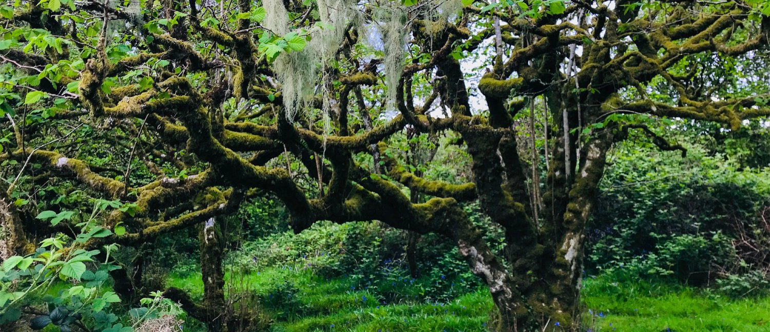 The Atlantic Hazelwoods – SUGi