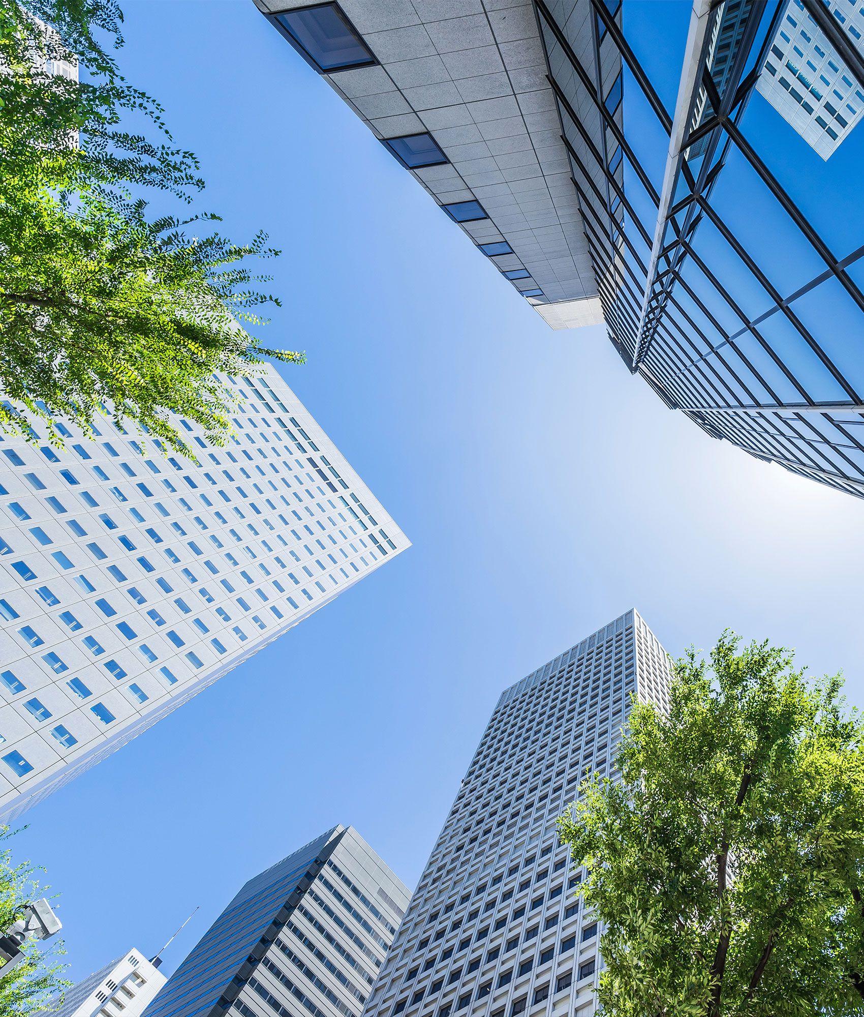 Why Do Urban Trees Grow Faster Sugi