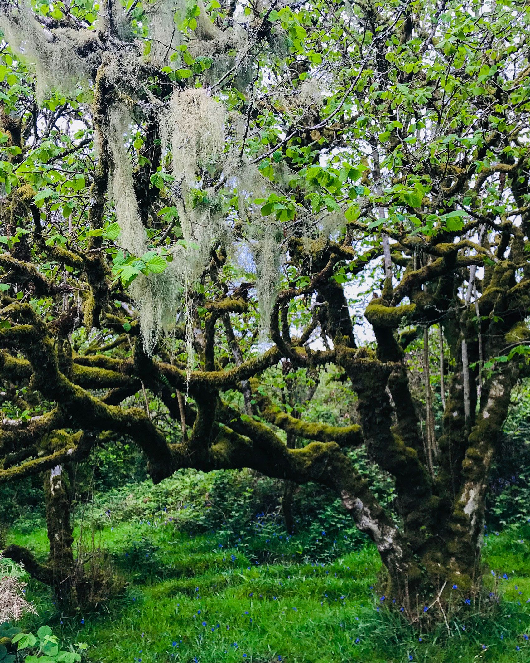 The Atlantic Hazelwoods – SUGi