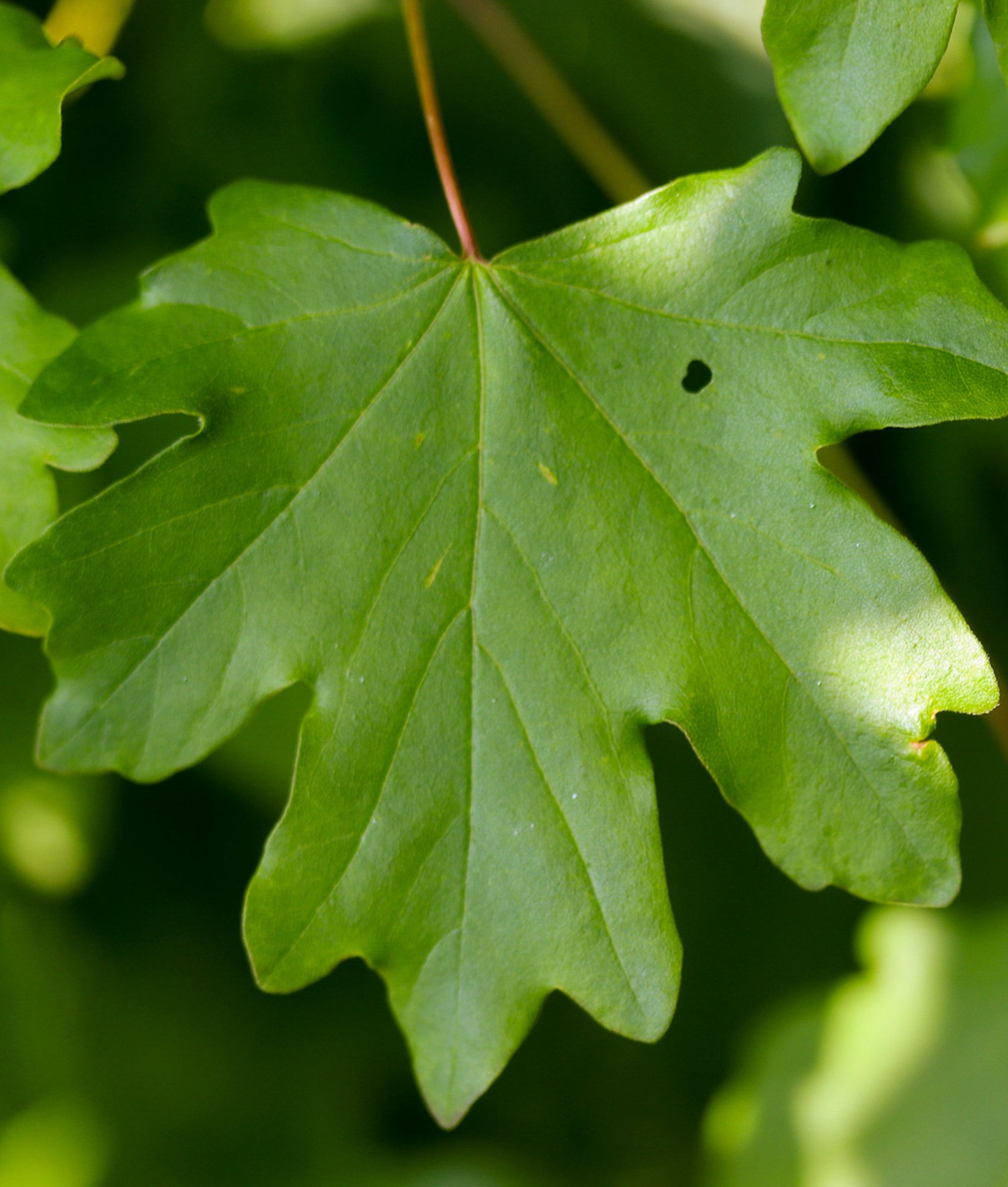 Trees for bees – SUGi