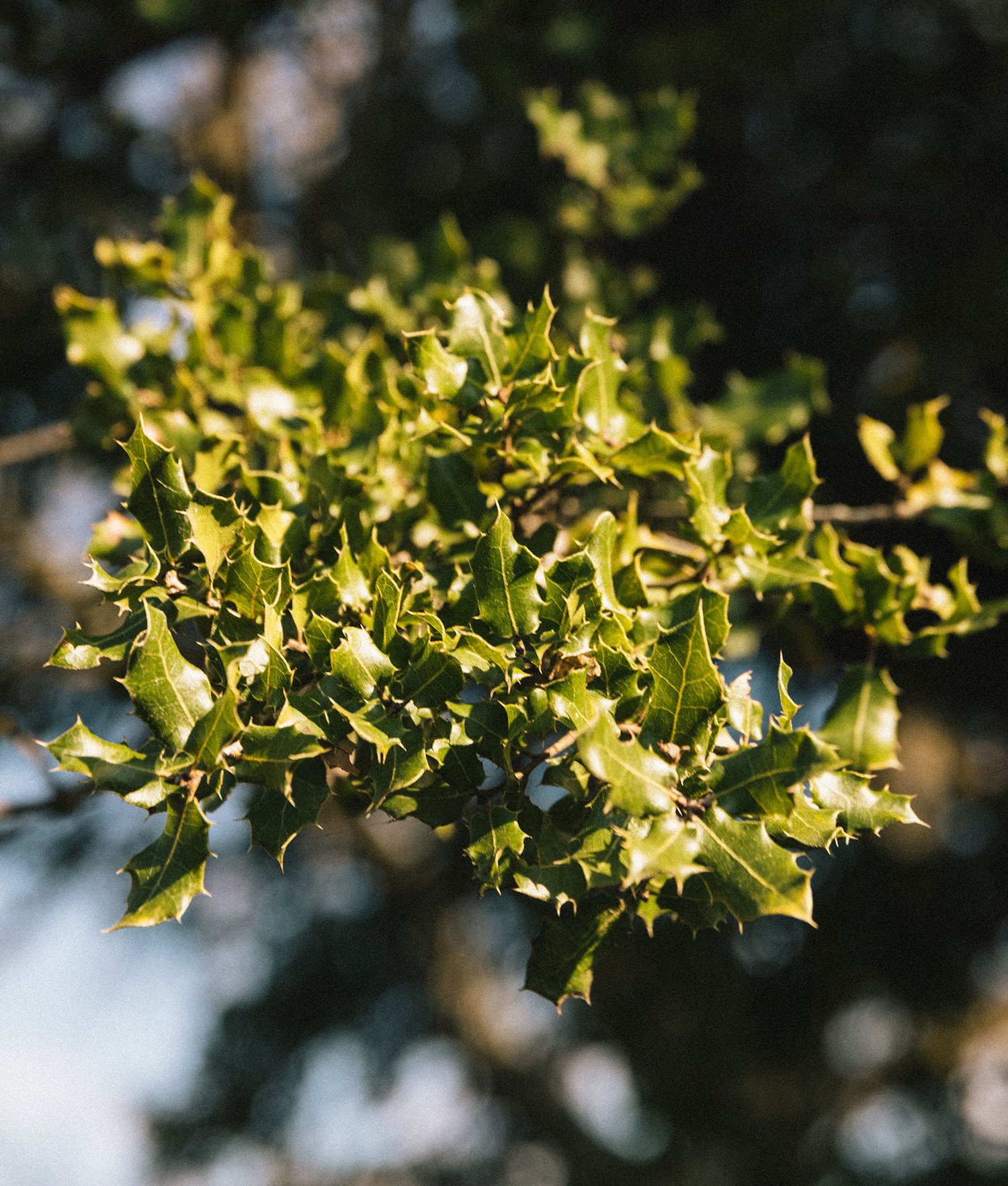 Trees for bees – SUGi