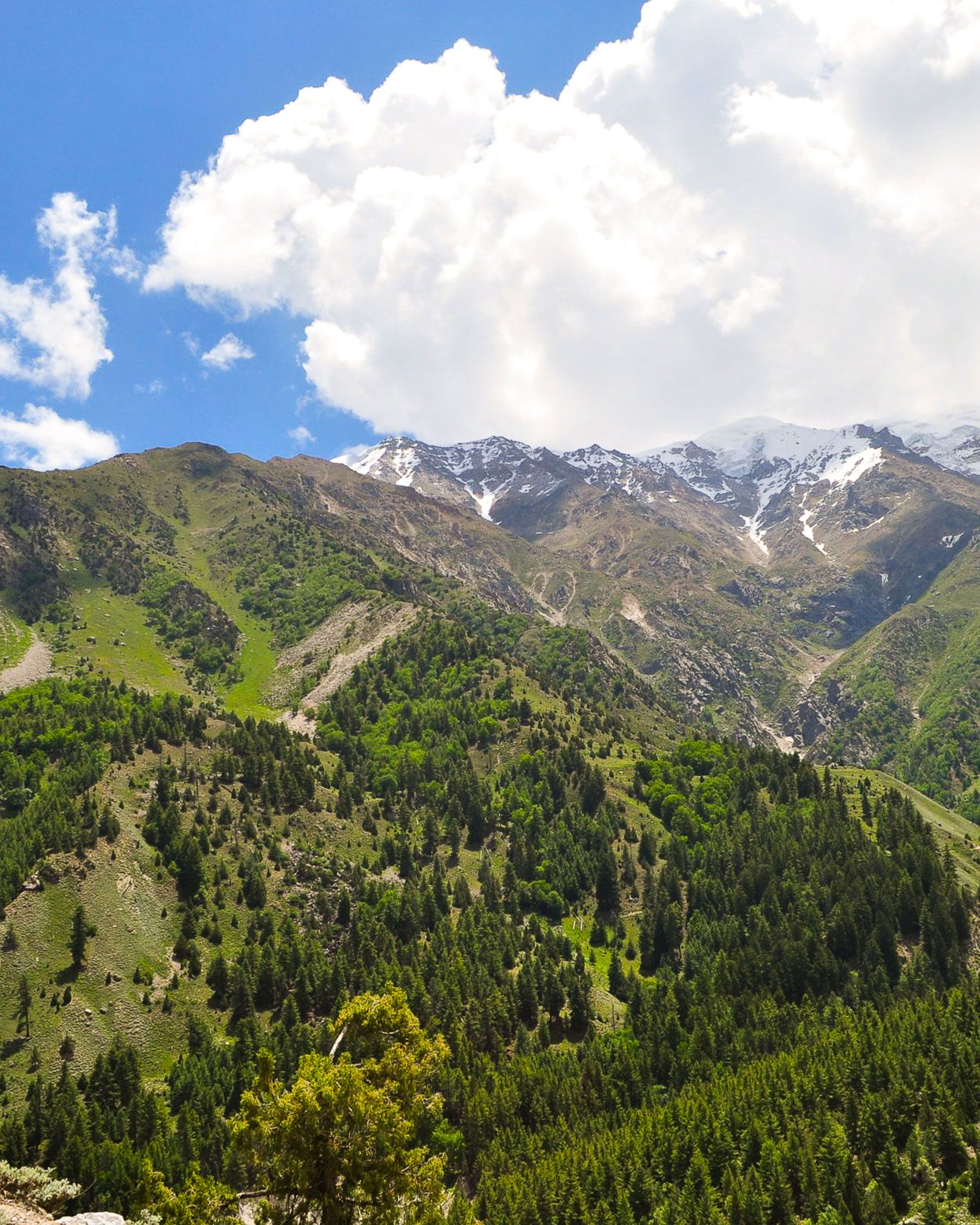 The Ziarat juniper forest – SUGi