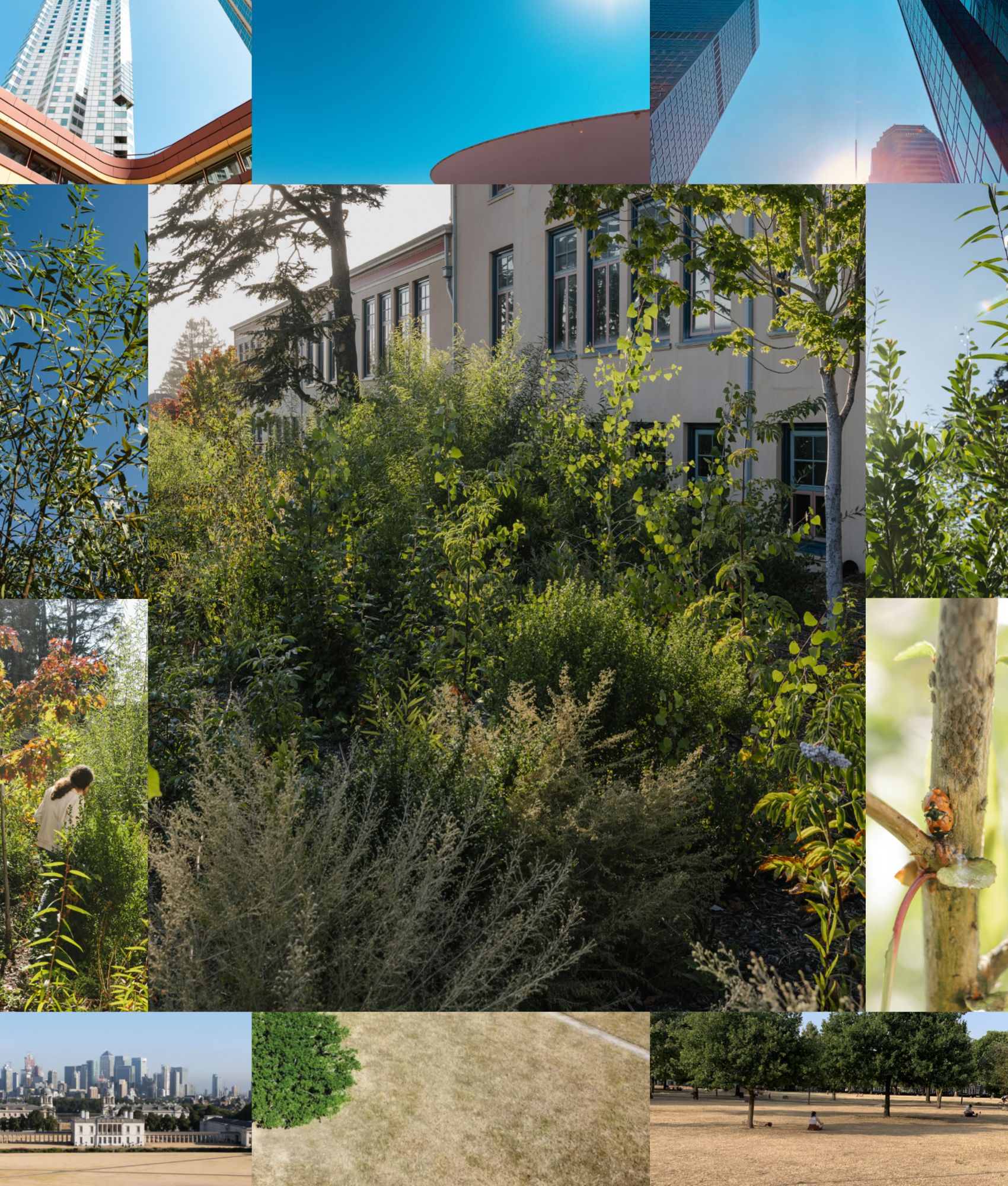 Pocket Forests cool cities. – SUGi