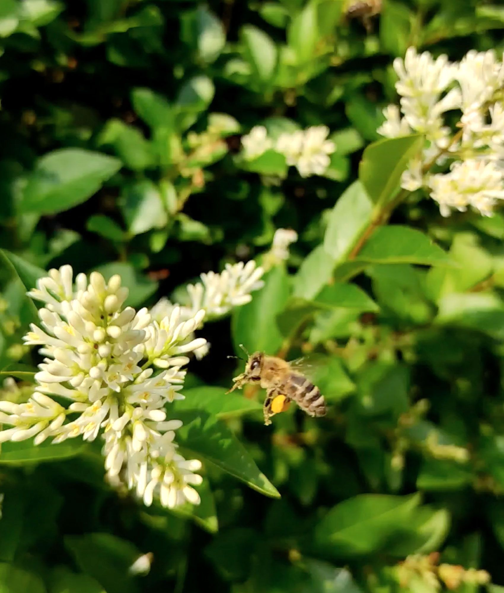 Trees for bees – SUGi