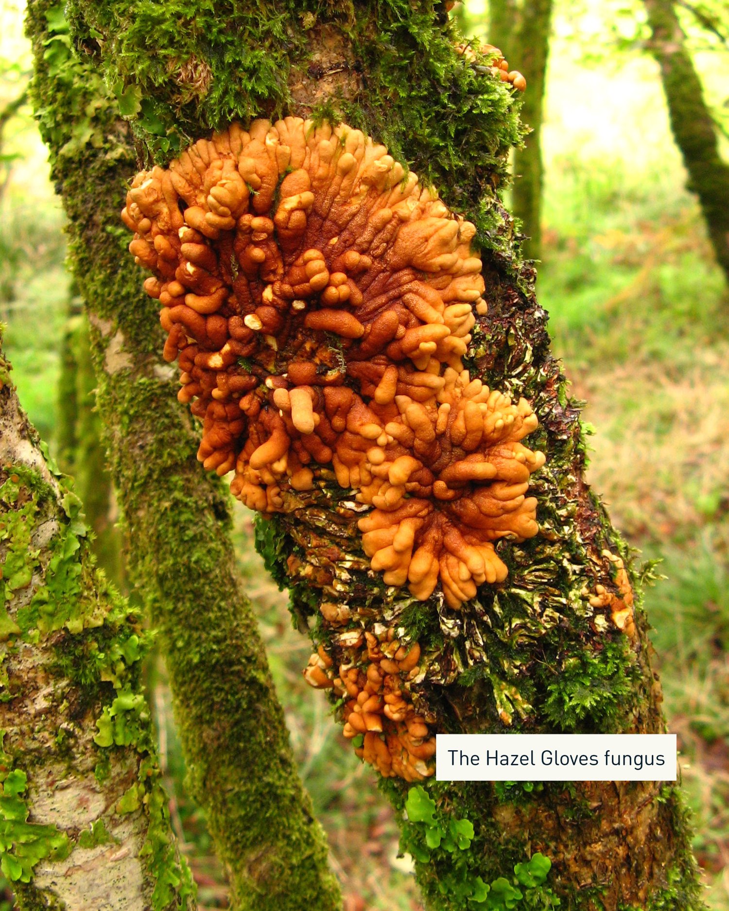 The Atlantic Hazelwoods – SUGi