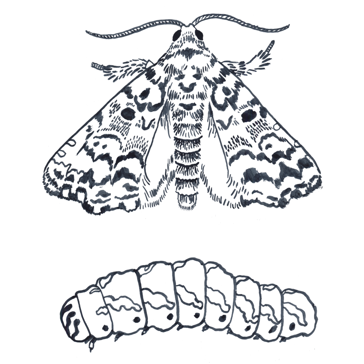 New York Native Trees | SUGi