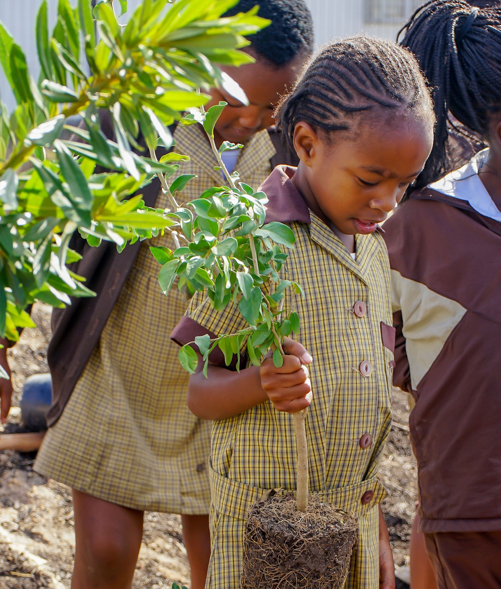 Langalibalele Forest | SUGi