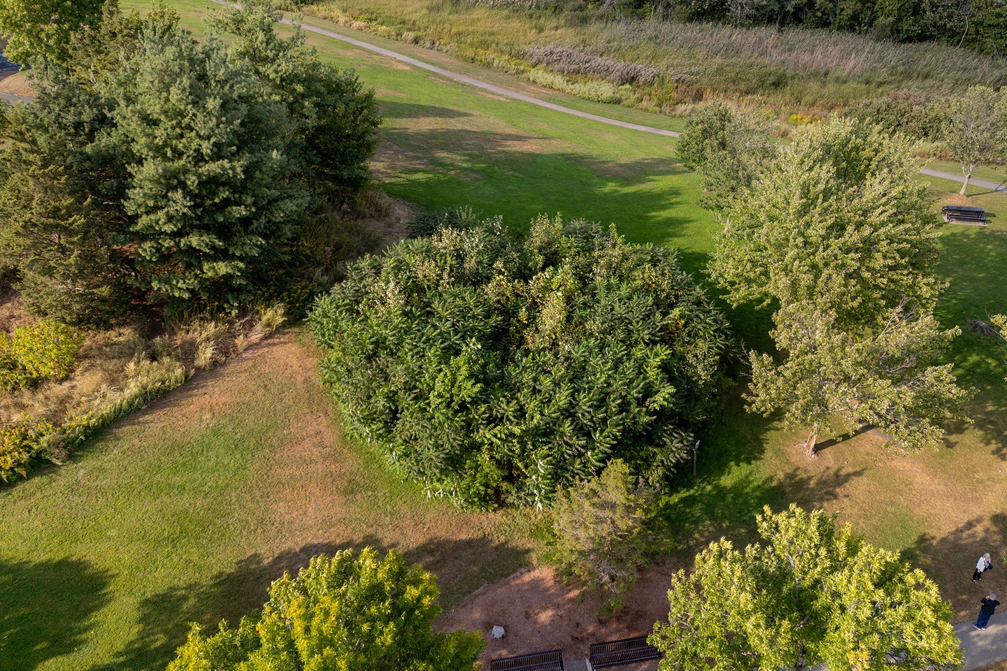 Danehy Park Forest | SUGi