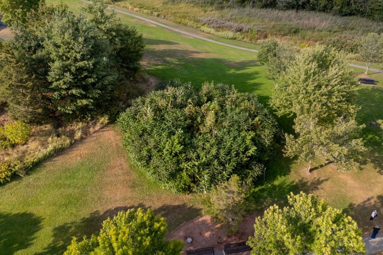 Support Sustainable Biodiverse Forests with SUGi