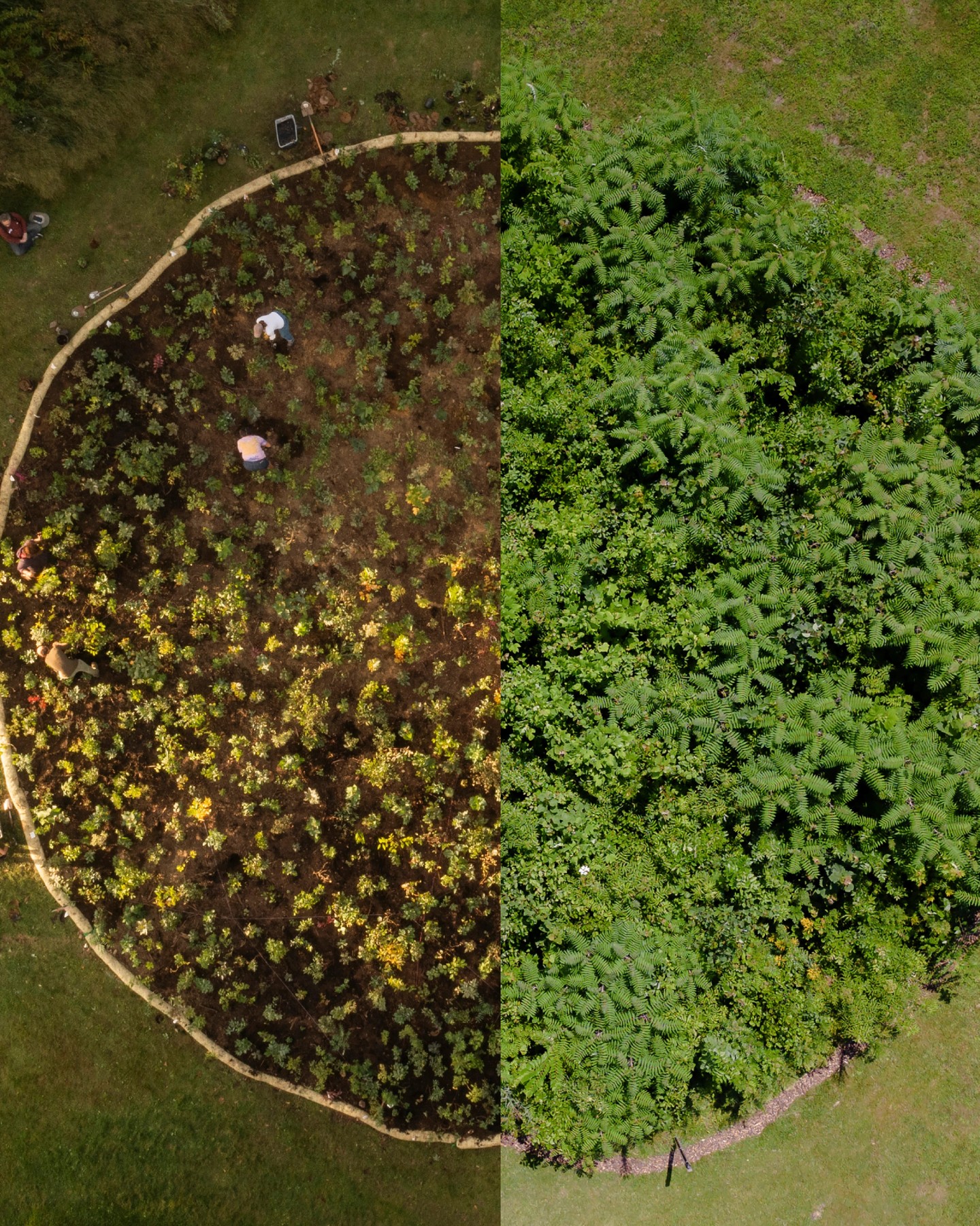 Support Sustainable Biodiverse Forests with SUGi