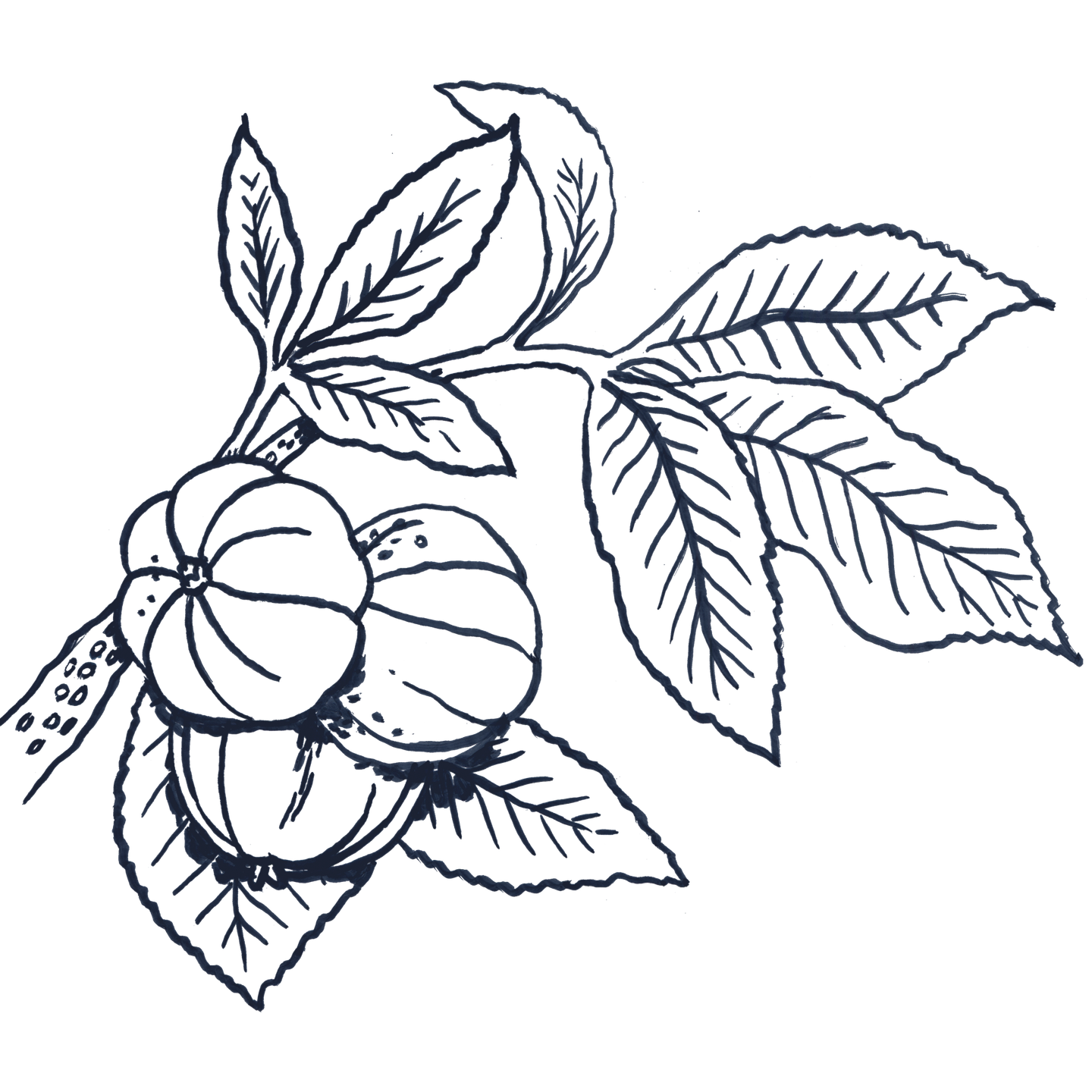 New York Native Trees | SUGi