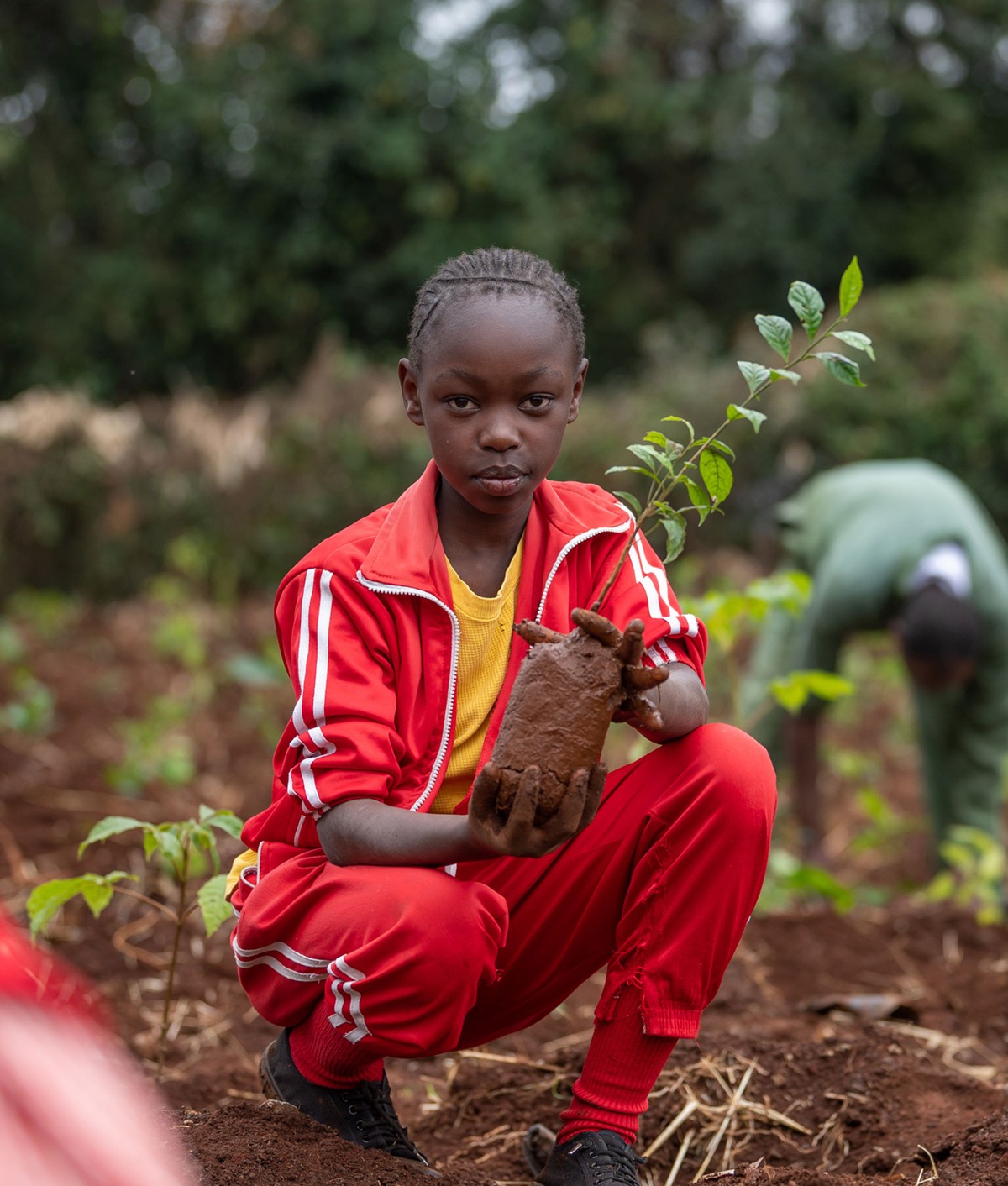 St Paul’s Unity Forest | SUGi