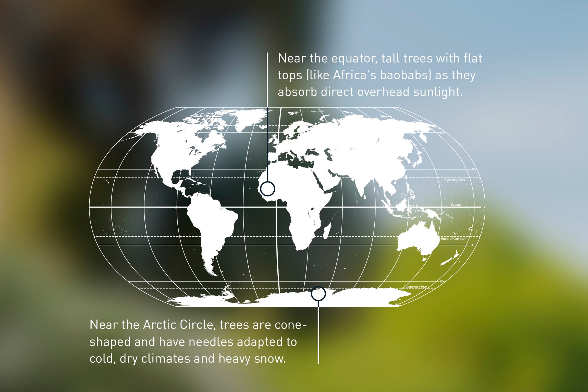 SUGi Tree Guide: How to identify trees by their shapes | SUGi