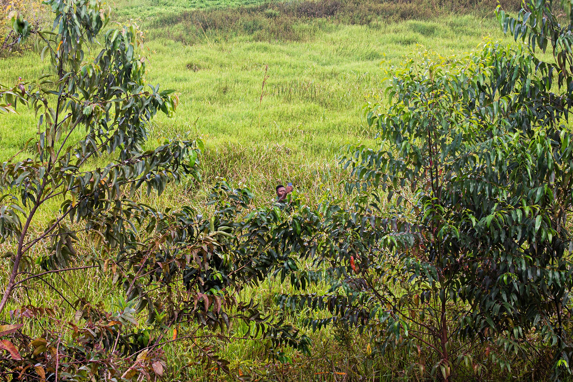 Nkambe River Revival Forest | SUGi