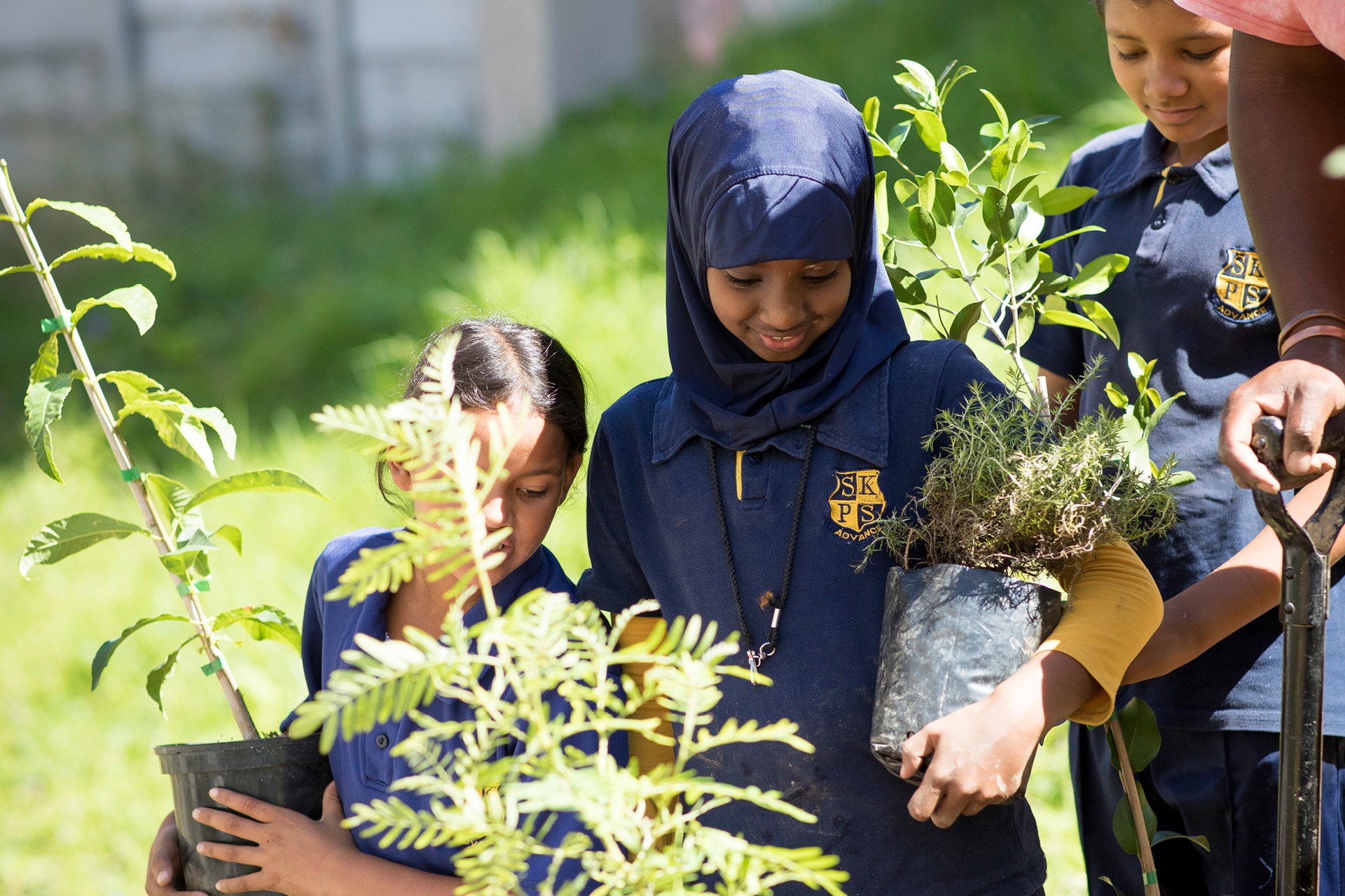 SUGi Pocket Forests – Cape Town | SUGi