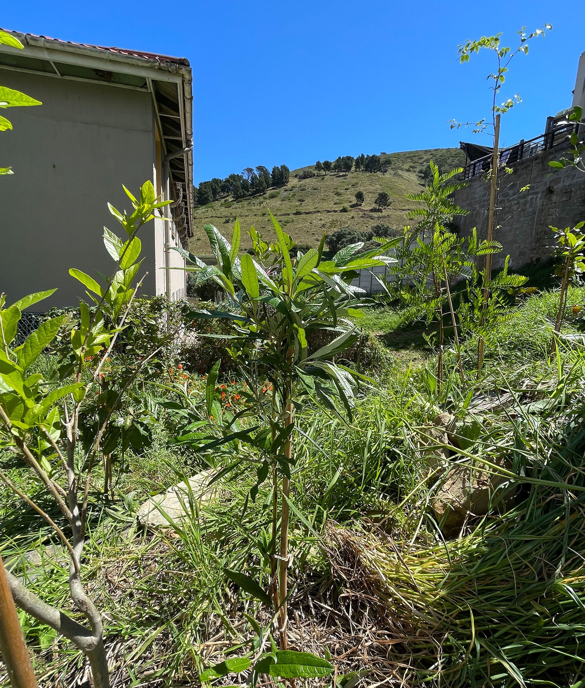 Schotsche Kloof Forest | SUGi