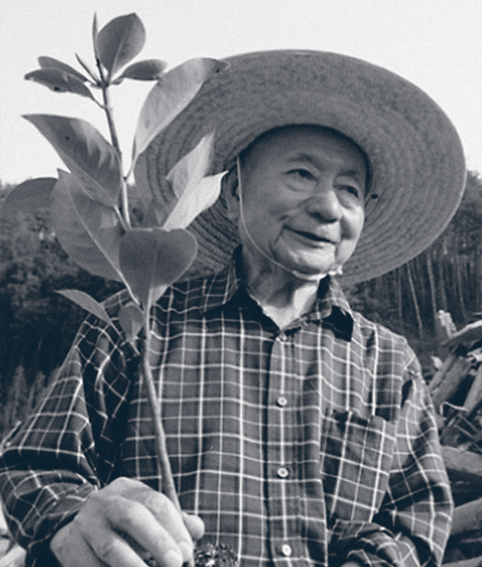 What Is the Miyawaki Method? | SUGi