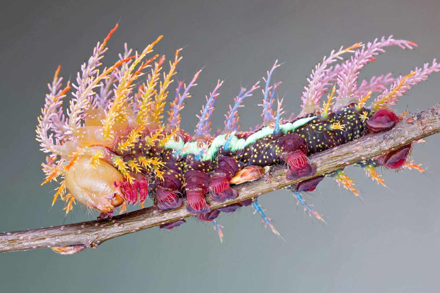 Cool Caterpillars | SUGi