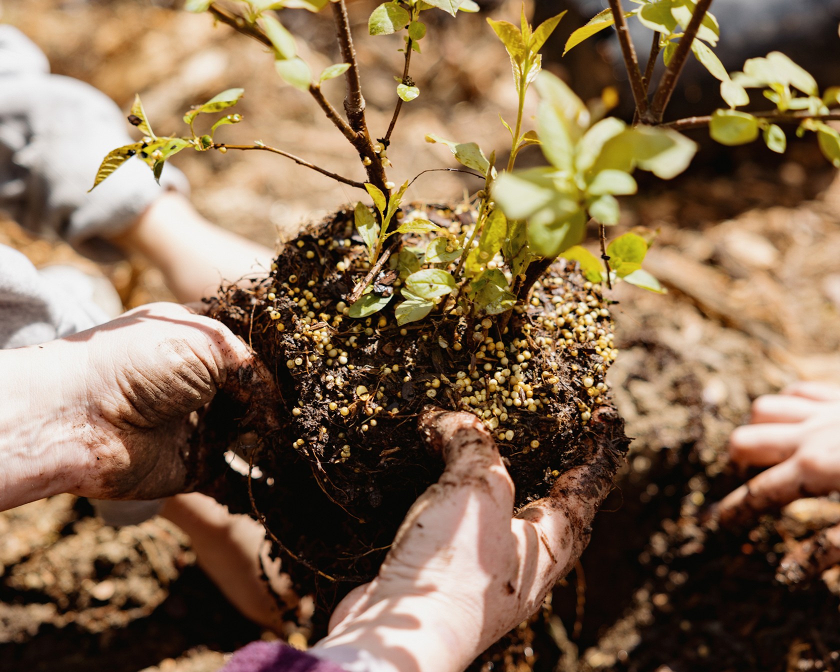 🇺🇸 Robert Eagle Staff Forest planting | SUGi