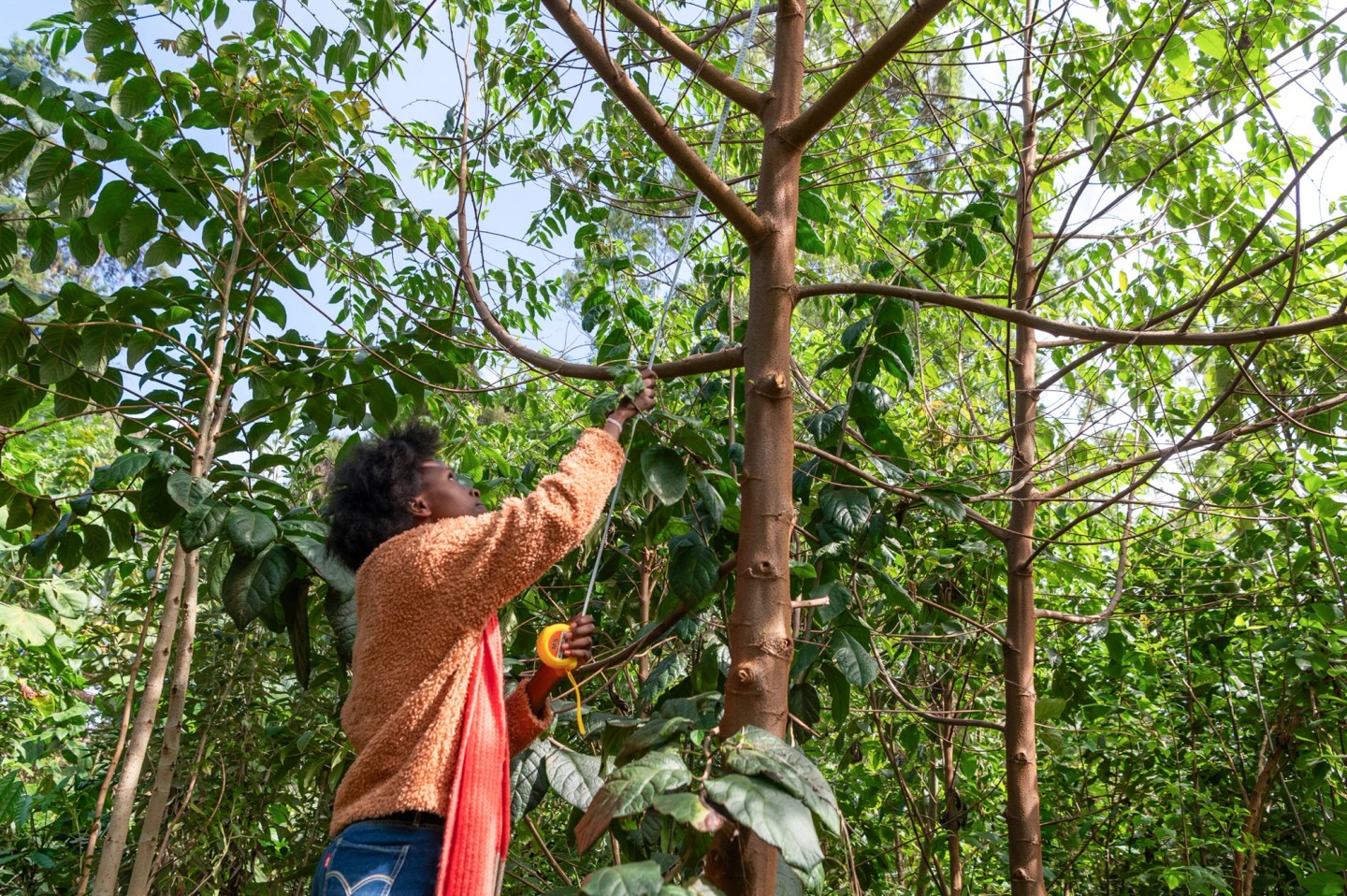 St Paul’s Unity Forest | SUGi