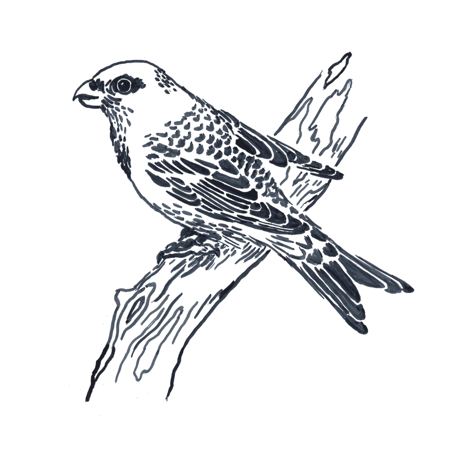 New York Native Trees | SUGi