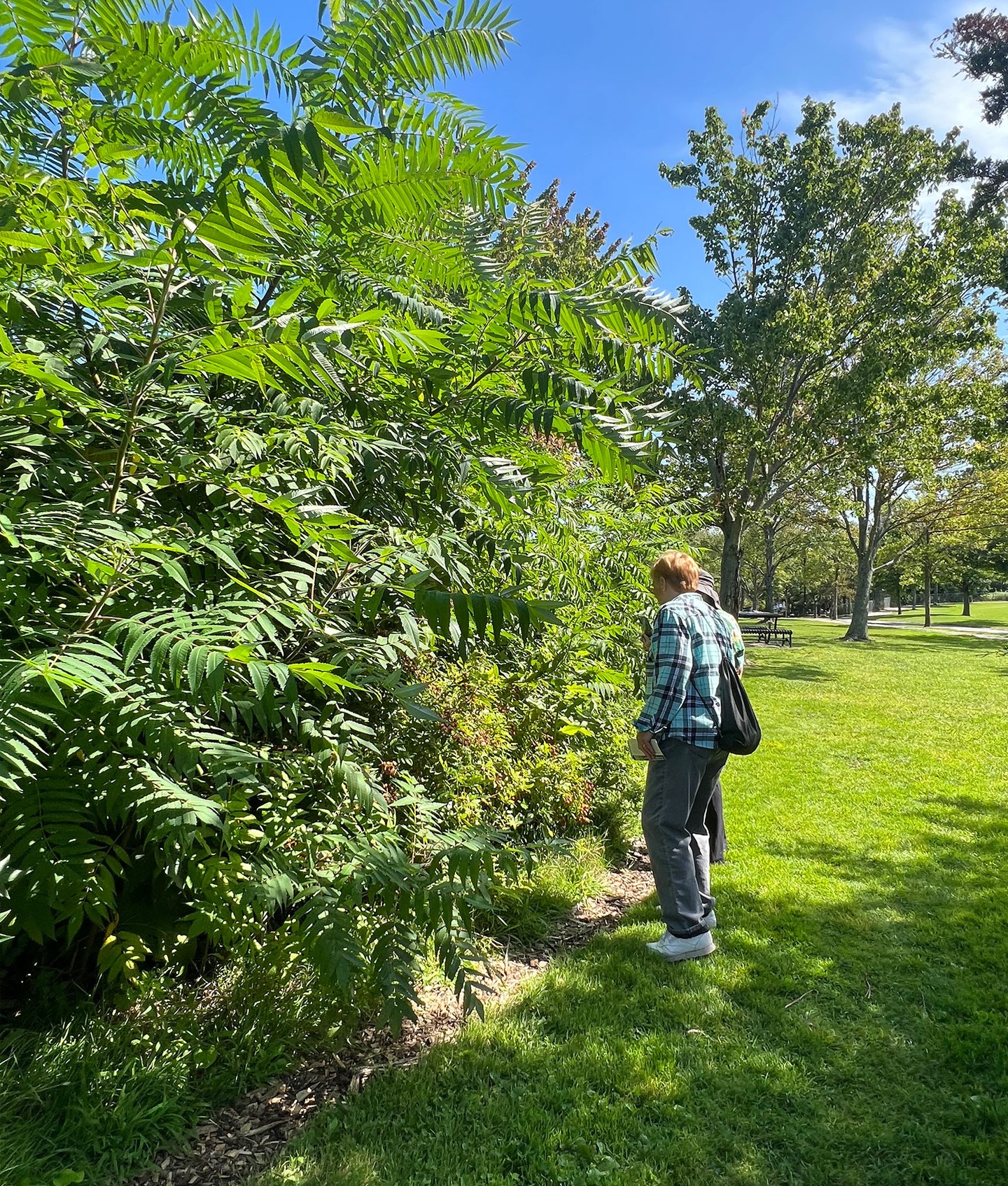 Danehy Park Forest | SUGi