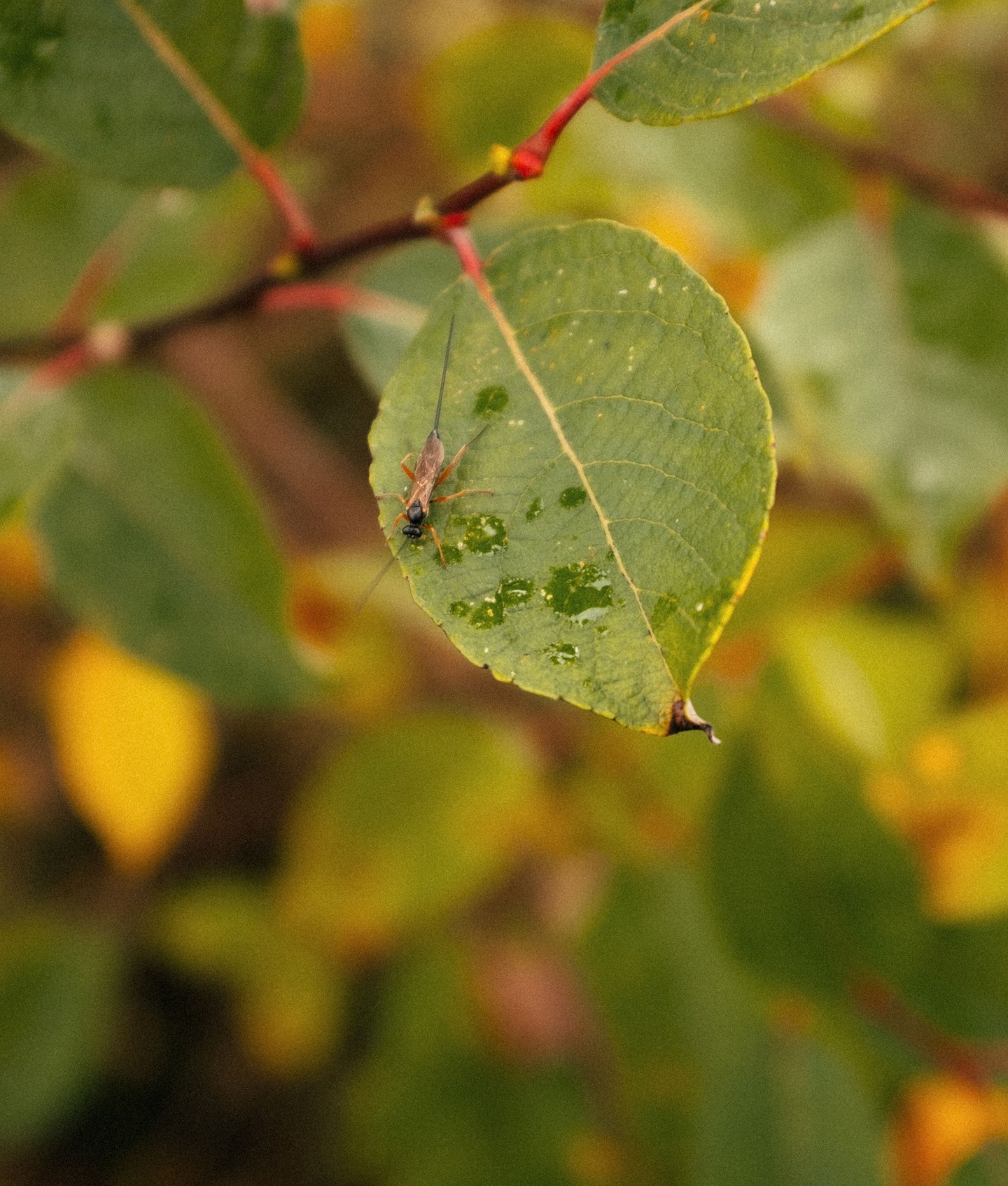 Forest of Thanks | SUGi