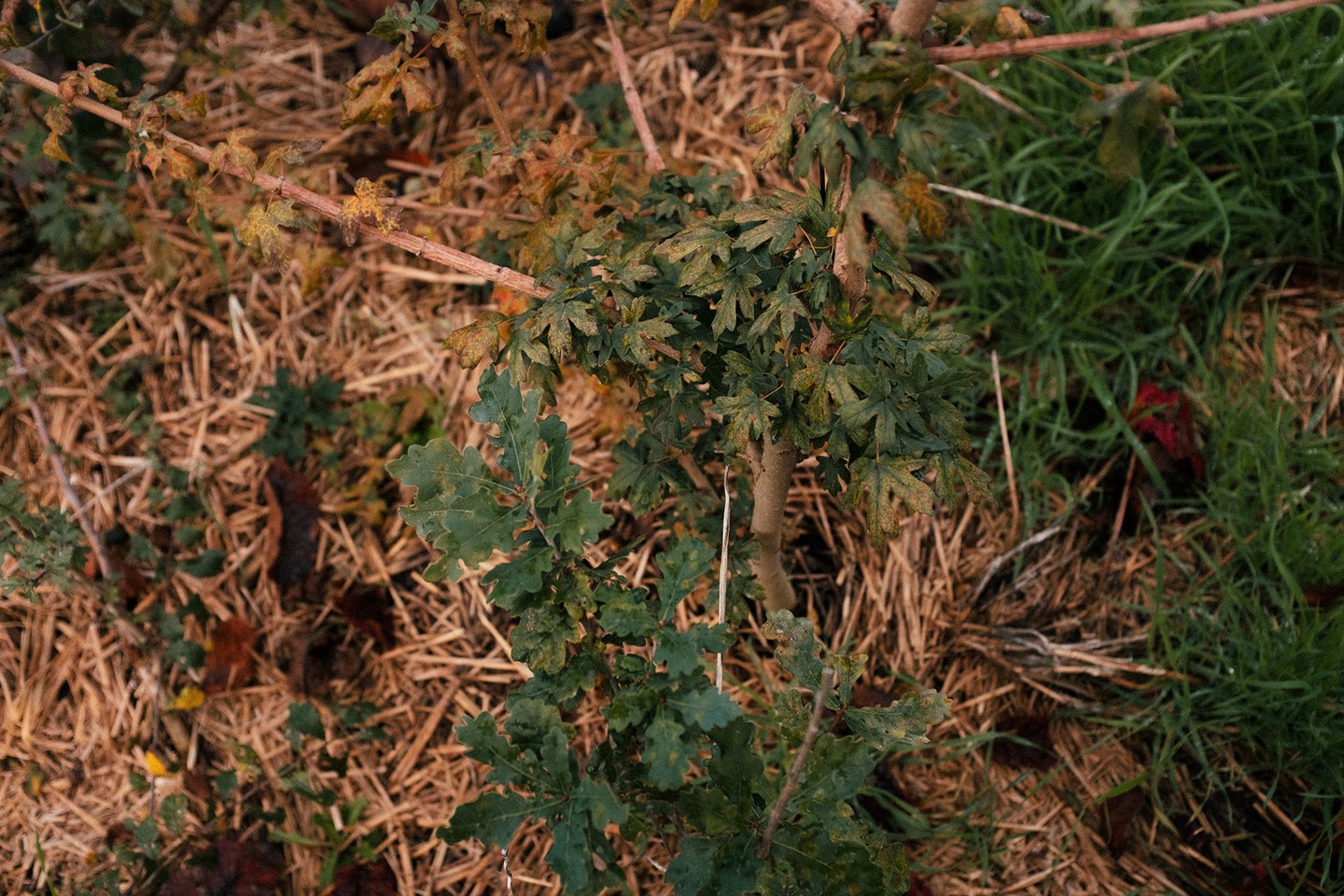 East London I - Natura Nostra Forest | SUGi