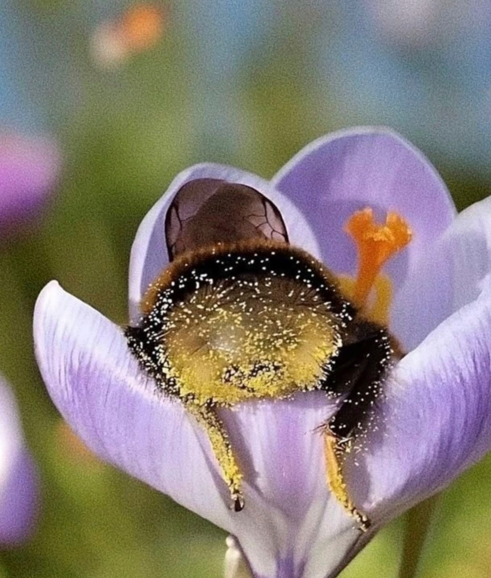 When bees get tired they nap in flowers | SUGi