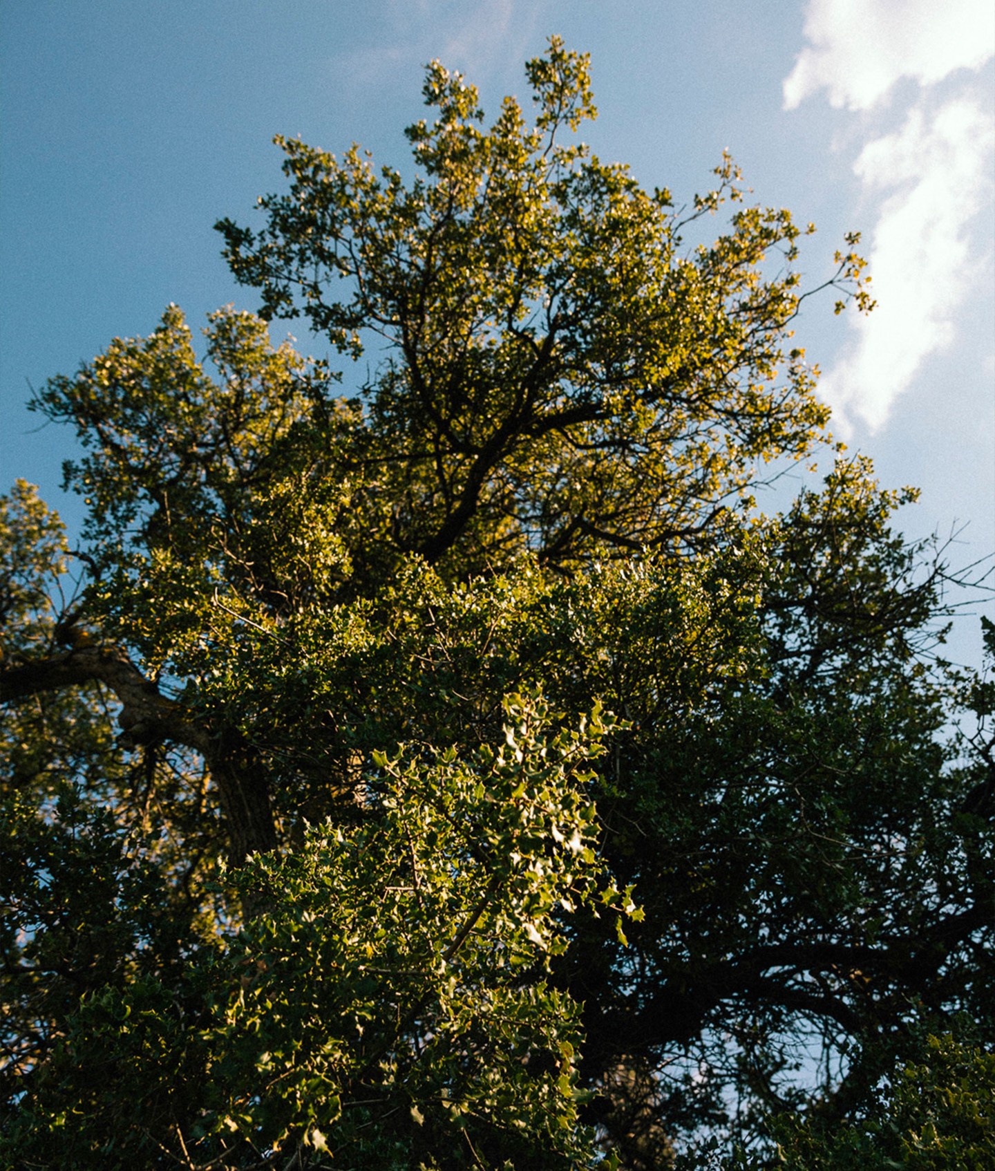 Greek Oak Restoration | SUGi