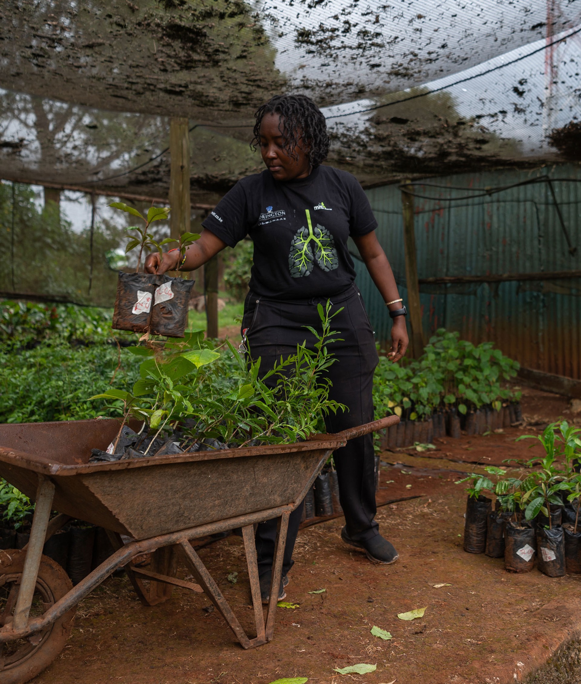 St Paul’s Unity Forest | SUGi