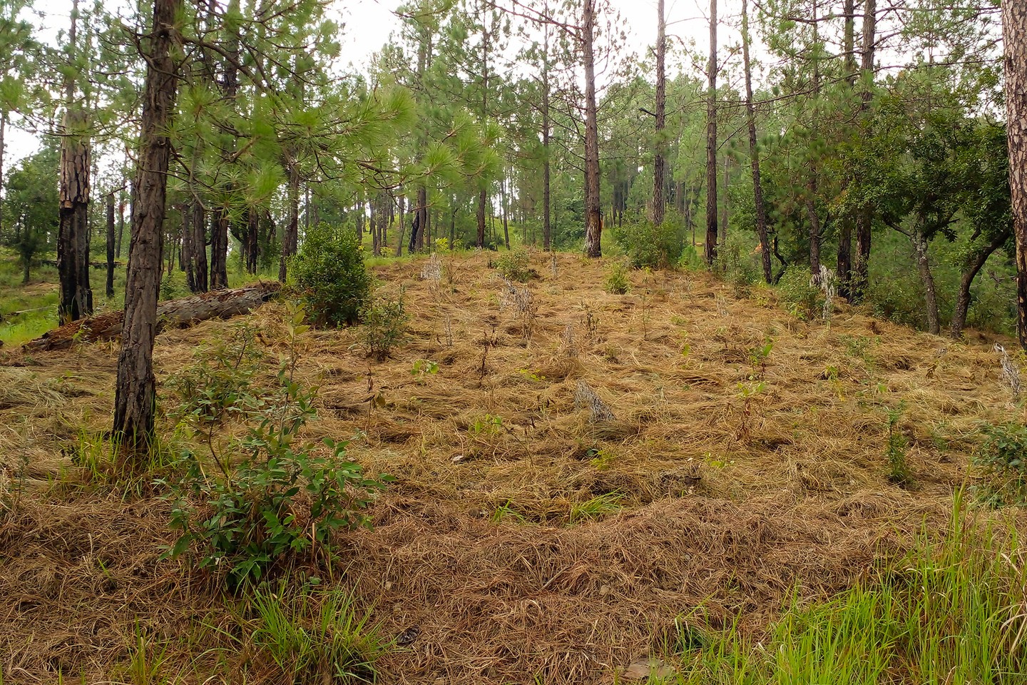 Community Forest II | SUGi