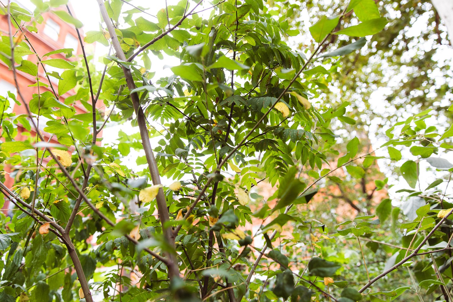 Heritage Forest | SUGi