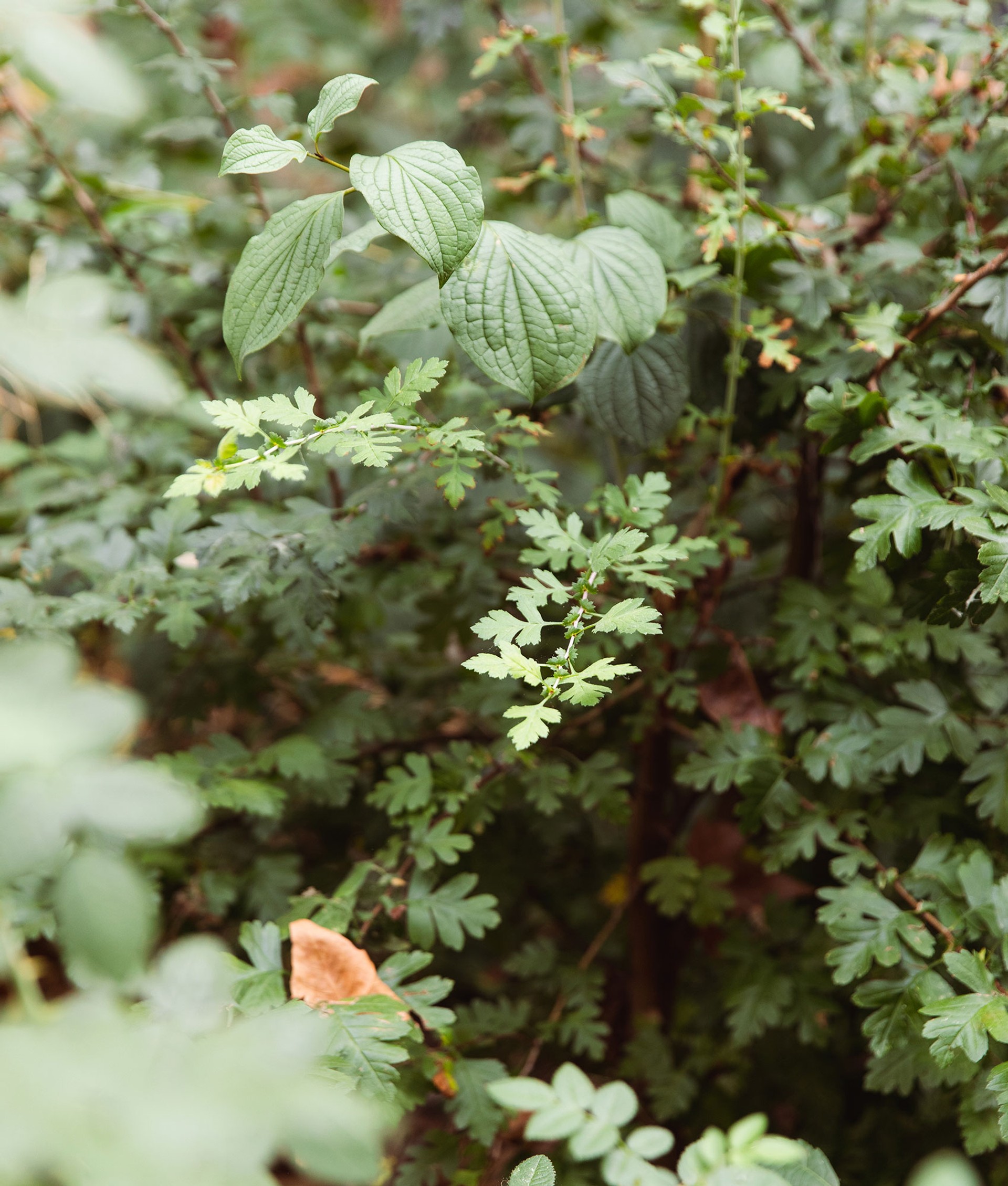 Heritage Forest | SUGi