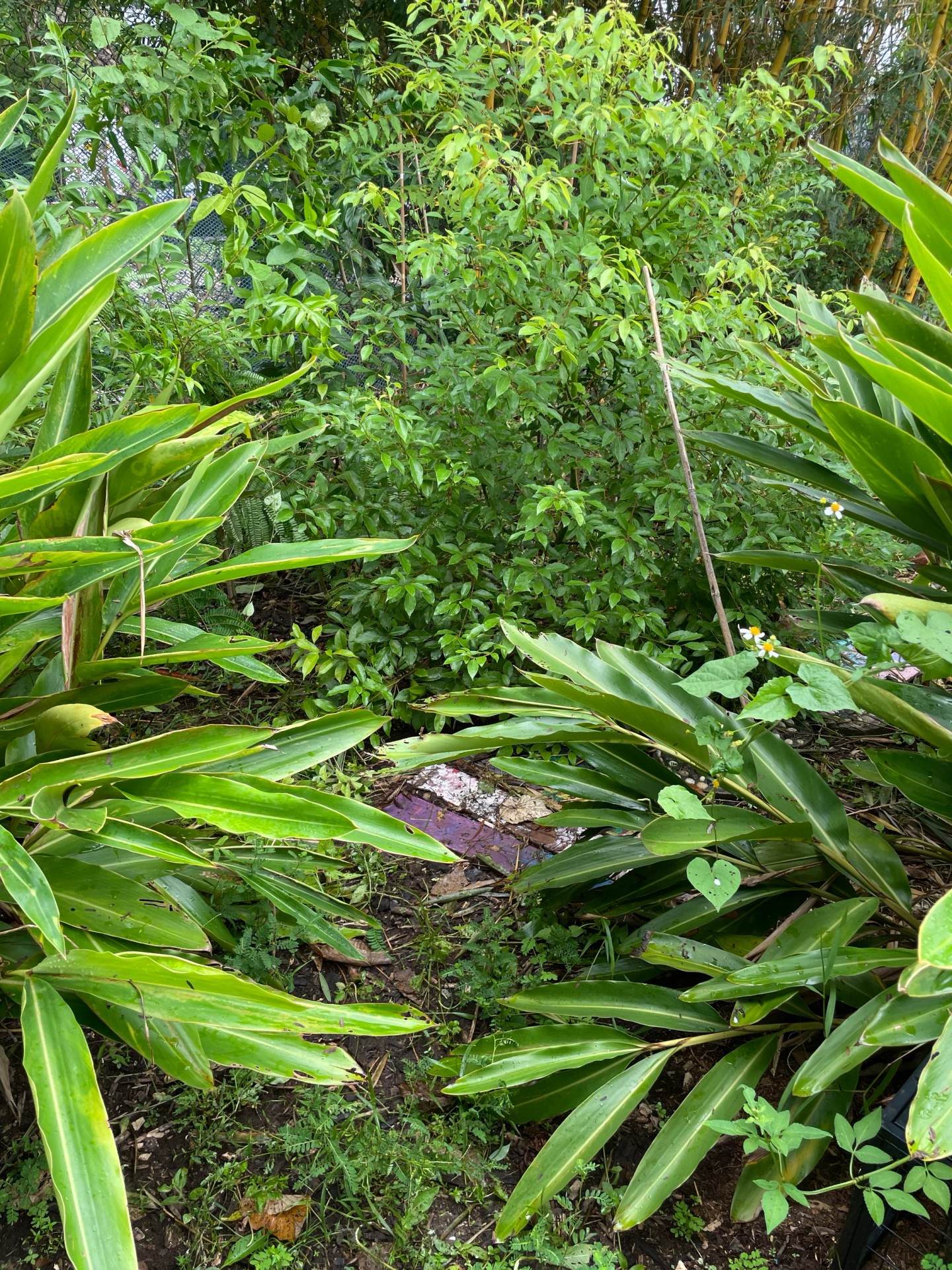 ICHK Hong Lok Yuen Forest | SUGi