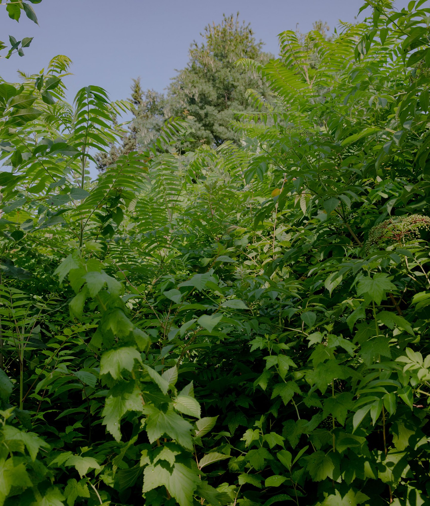 Danehy Park Forest | SUGi