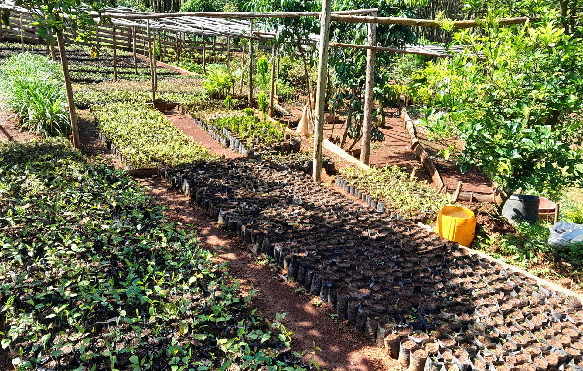 Nkambe River Revival Forest | SUGi