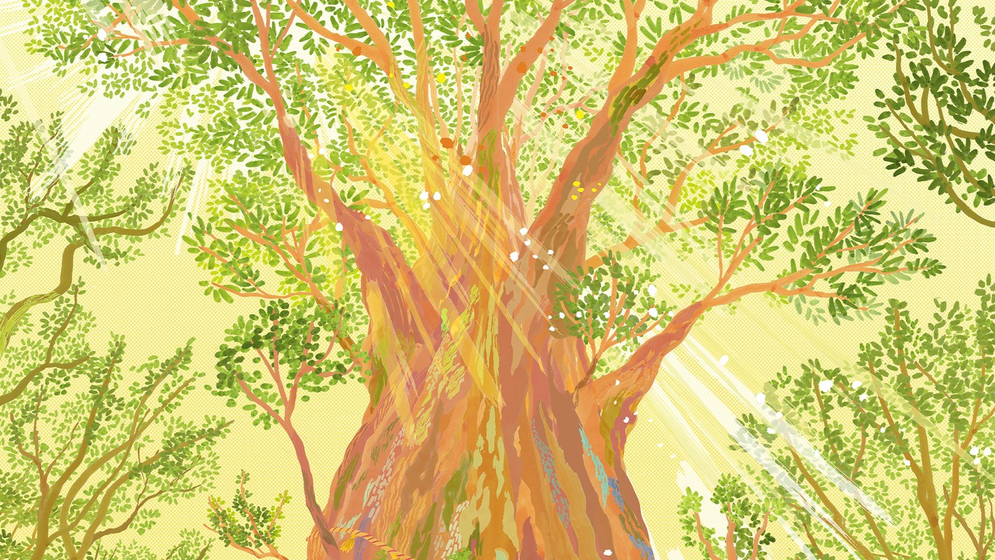 Forests Are Social | SUGi