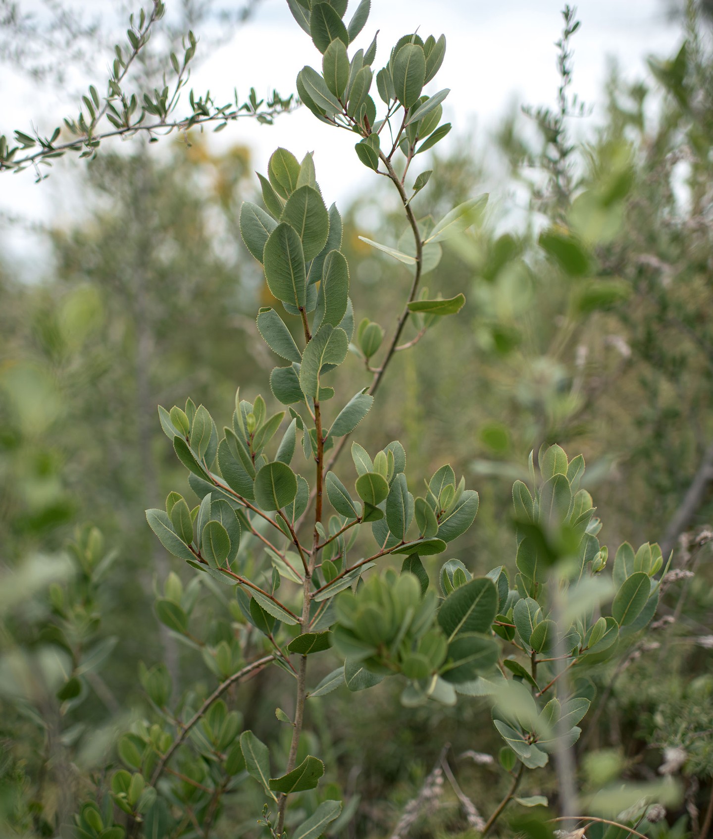 Pirque Forest | SUGi