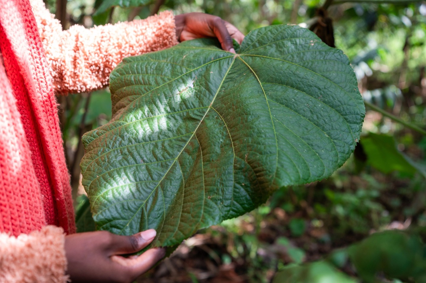 St Paul’s Unity Forest | SUGi