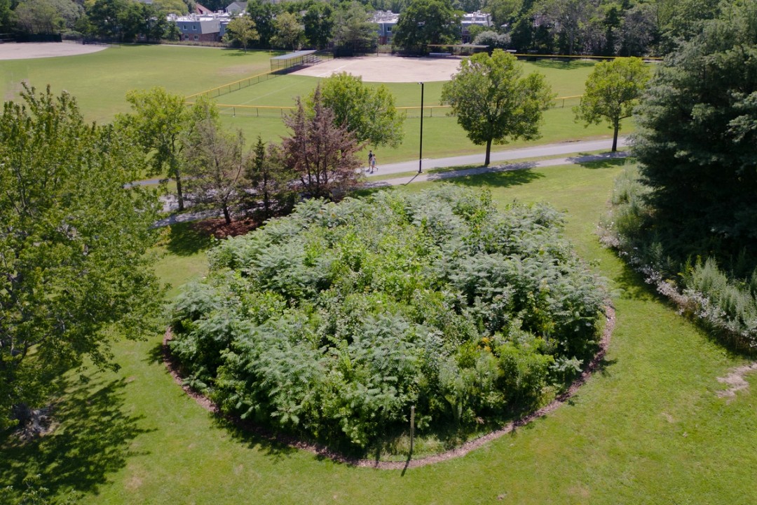 Support Sustainable Biodiverse Forests with SUGi